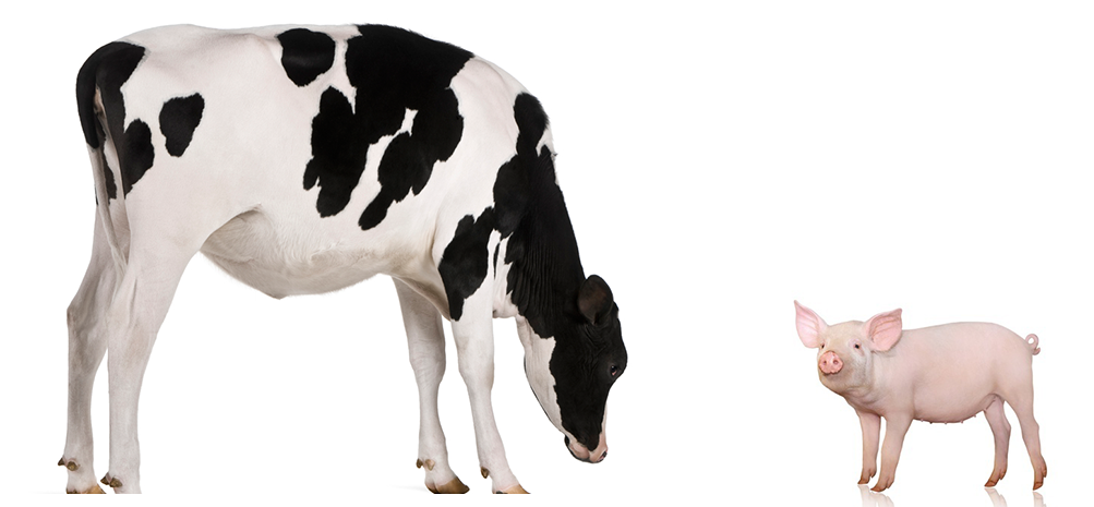 Pig and Cow Footer - Procepts Nutrition Ltd